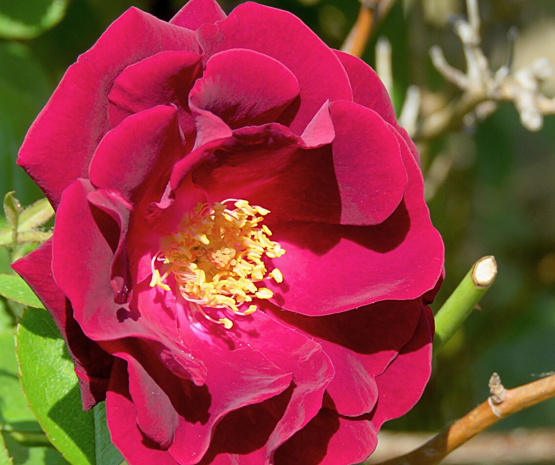 Challenge: “Things that Explode with Color - Besides Fireworks” July 3 ...