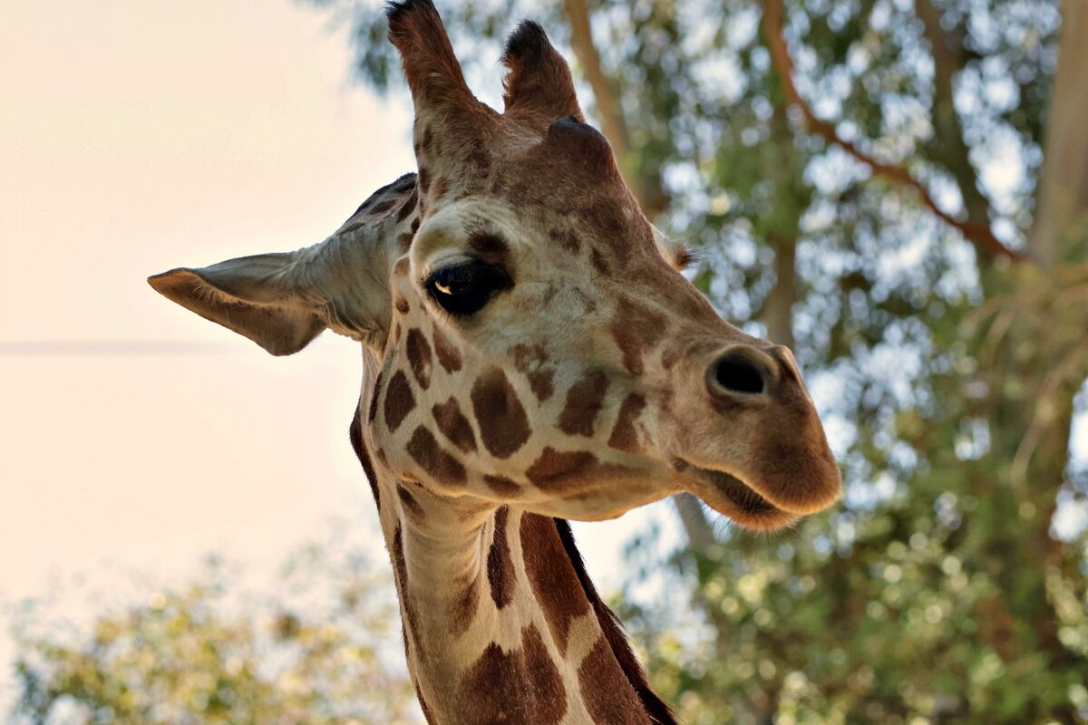 Zoo Day: The zoo was having a fund raiser but it actually turned out to ...