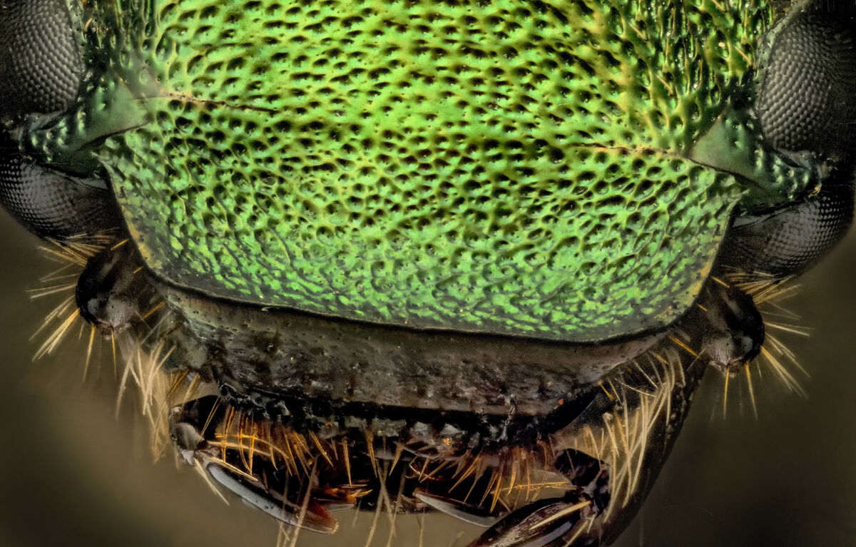 Focused Stacked Image of a Japanese Beetle: This is one of my preserved ...