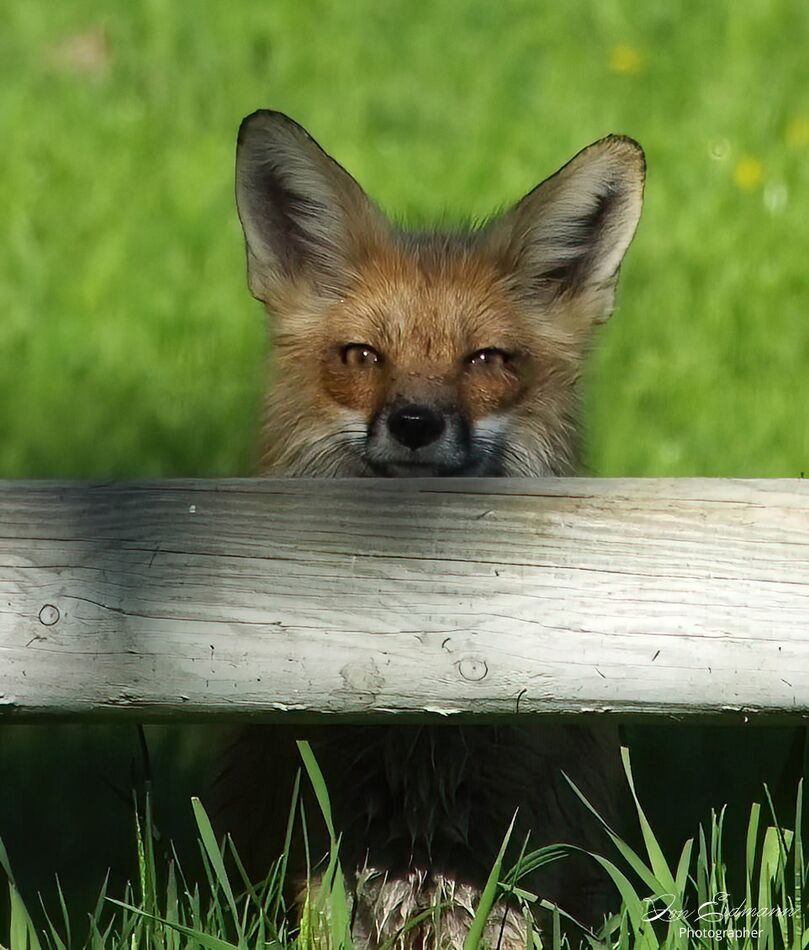 Whatcha Doin: Local fox looking over the fence.