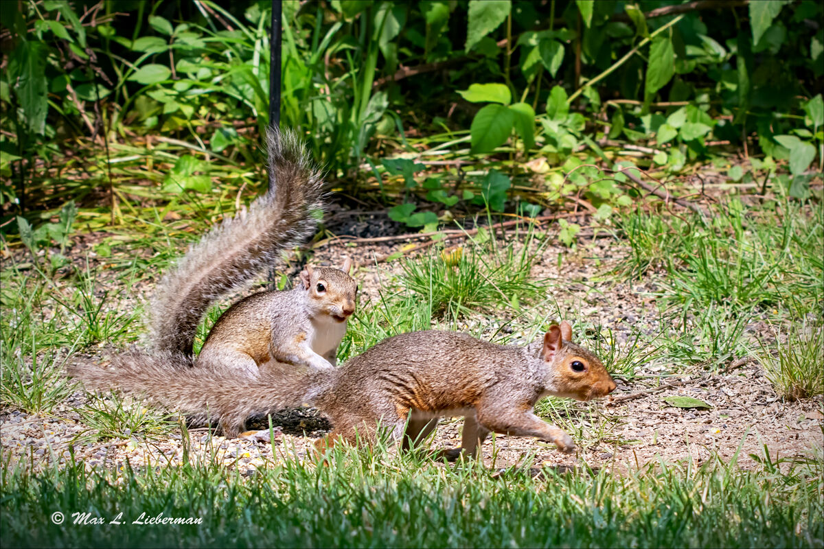 Squirrels: The squirrels were rambunctious last week, having great fun ...