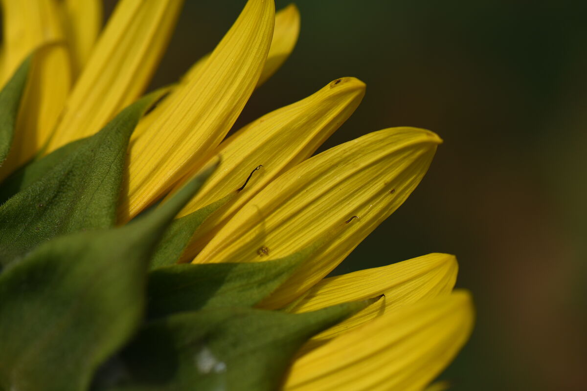 Sunflowers... Got to go back out yesterday to the Sunflower fields at ...