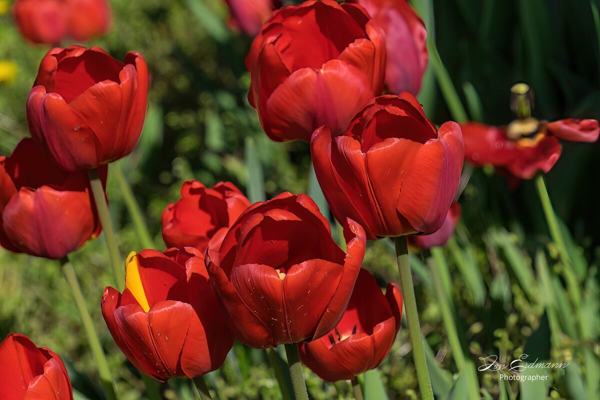 Red Tulips: Red tulips Their deep red hues evoke feelings of passion ...