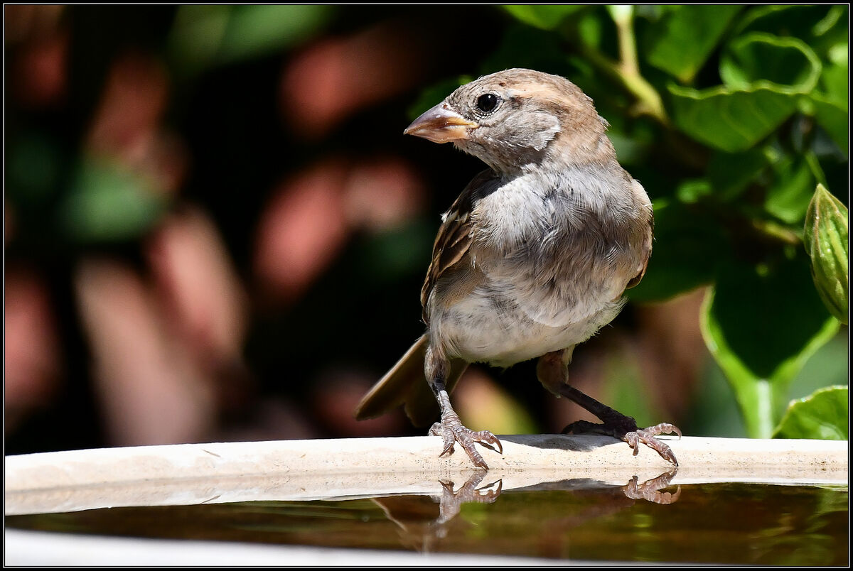 Drink Time: A cute little Spoggy (Sparrow) popped down for a drink the ...