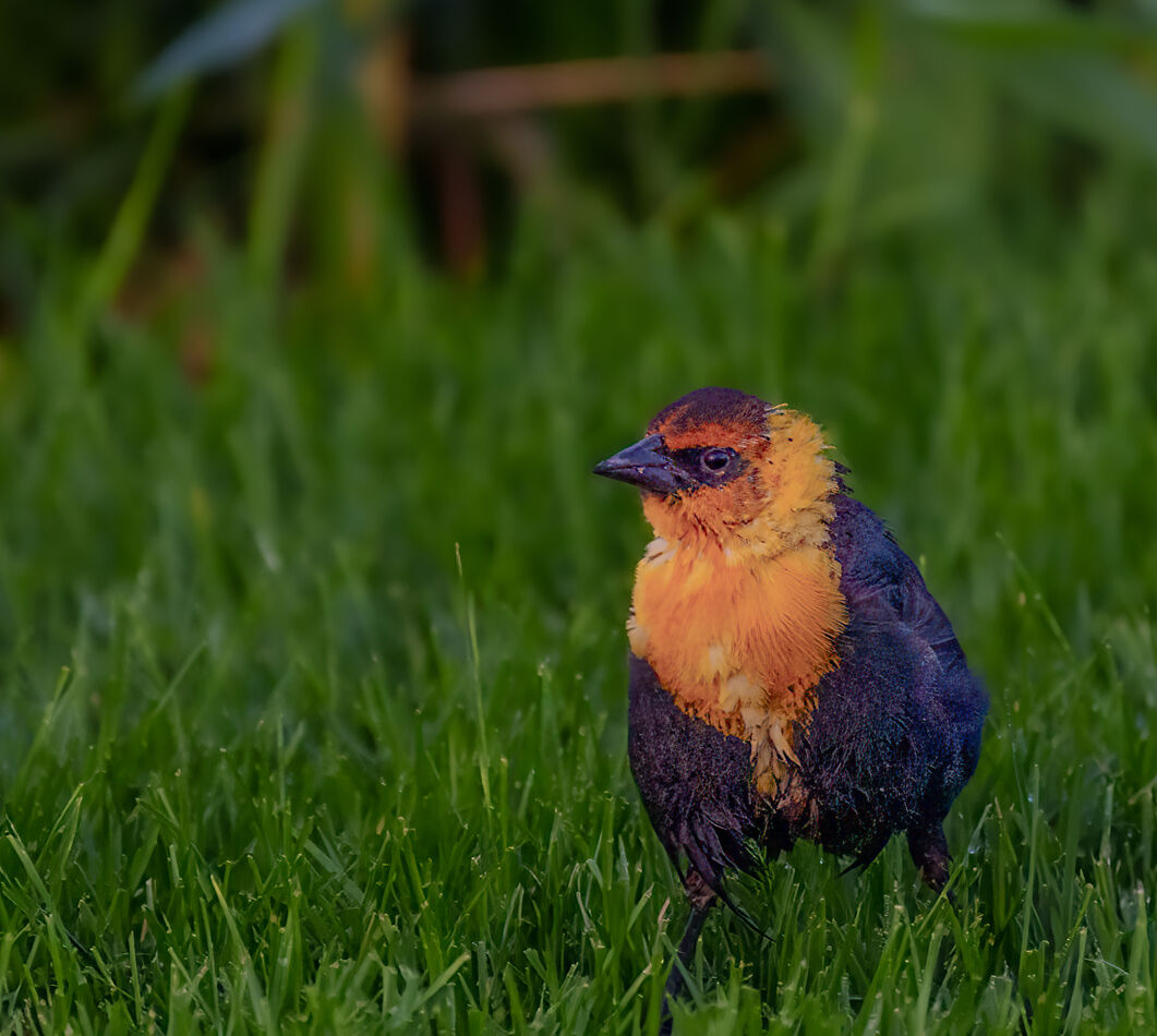Early morning at the lake - I: Last Friday I took the dogs around the ...