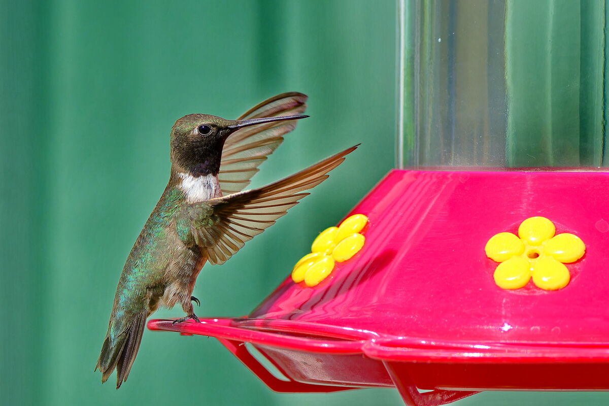 Different view of Hummers: This Hummingbird put on quite a show.