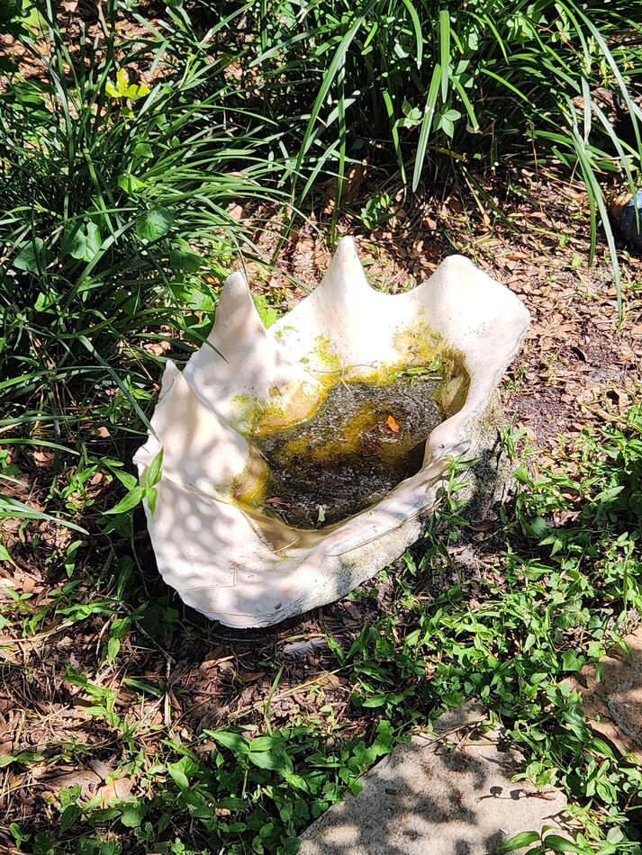 A clam shell: A giant clam shell in our garden acts as another drinking ...