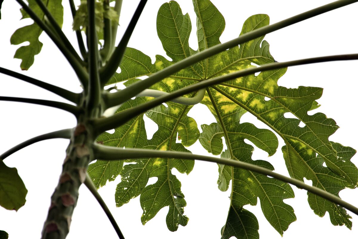 Costa Rican Patterns in Green: AKA artistry in nature. These were some ...