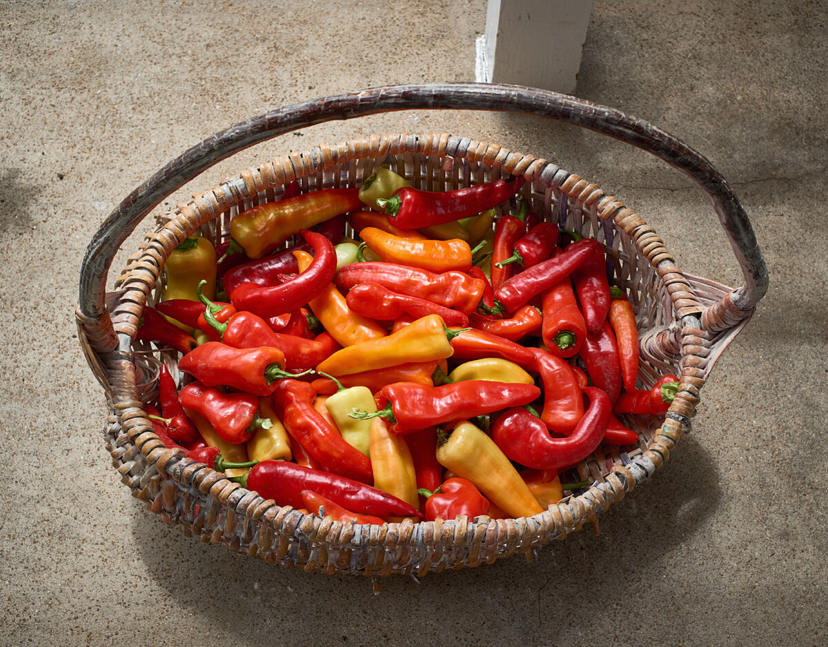 Nine and Three Tenths Pounds of Peppers: Picked these this afternoon ...
