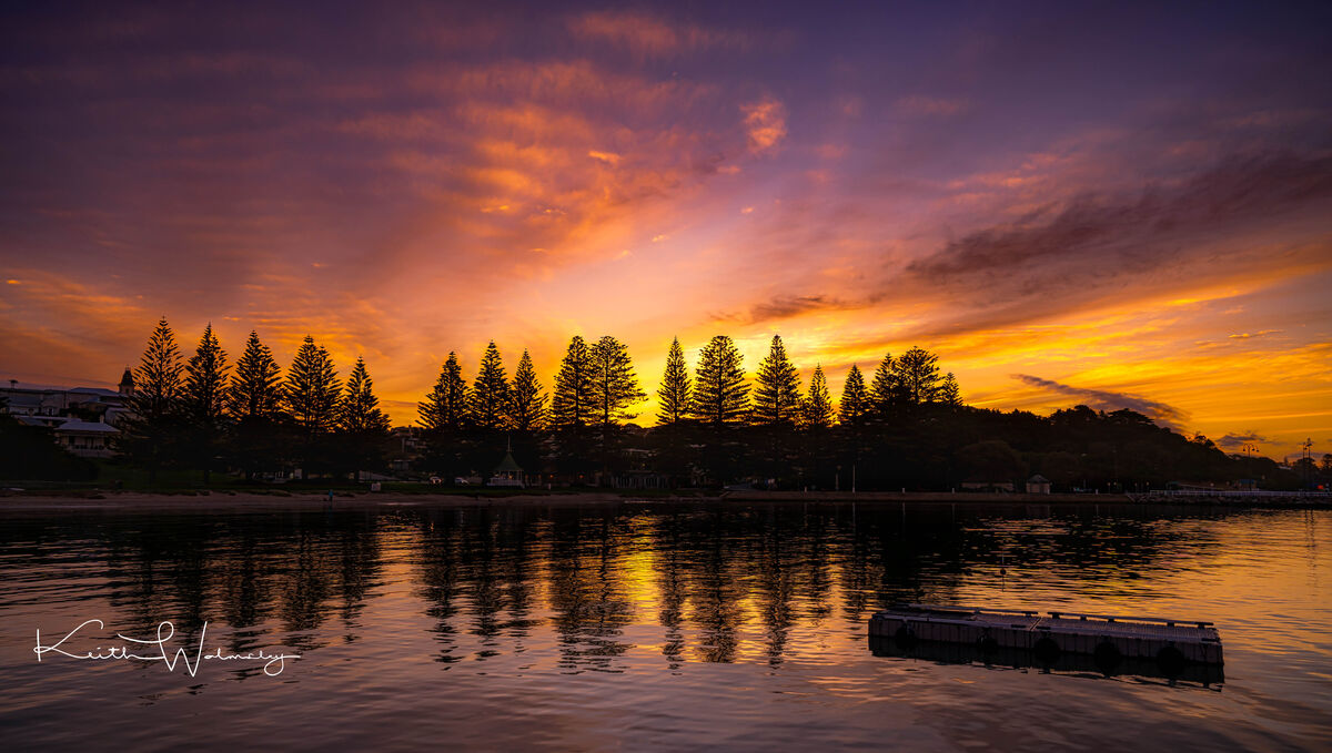 Sunset behind the trees: Sun setting behind the trees near the coast.