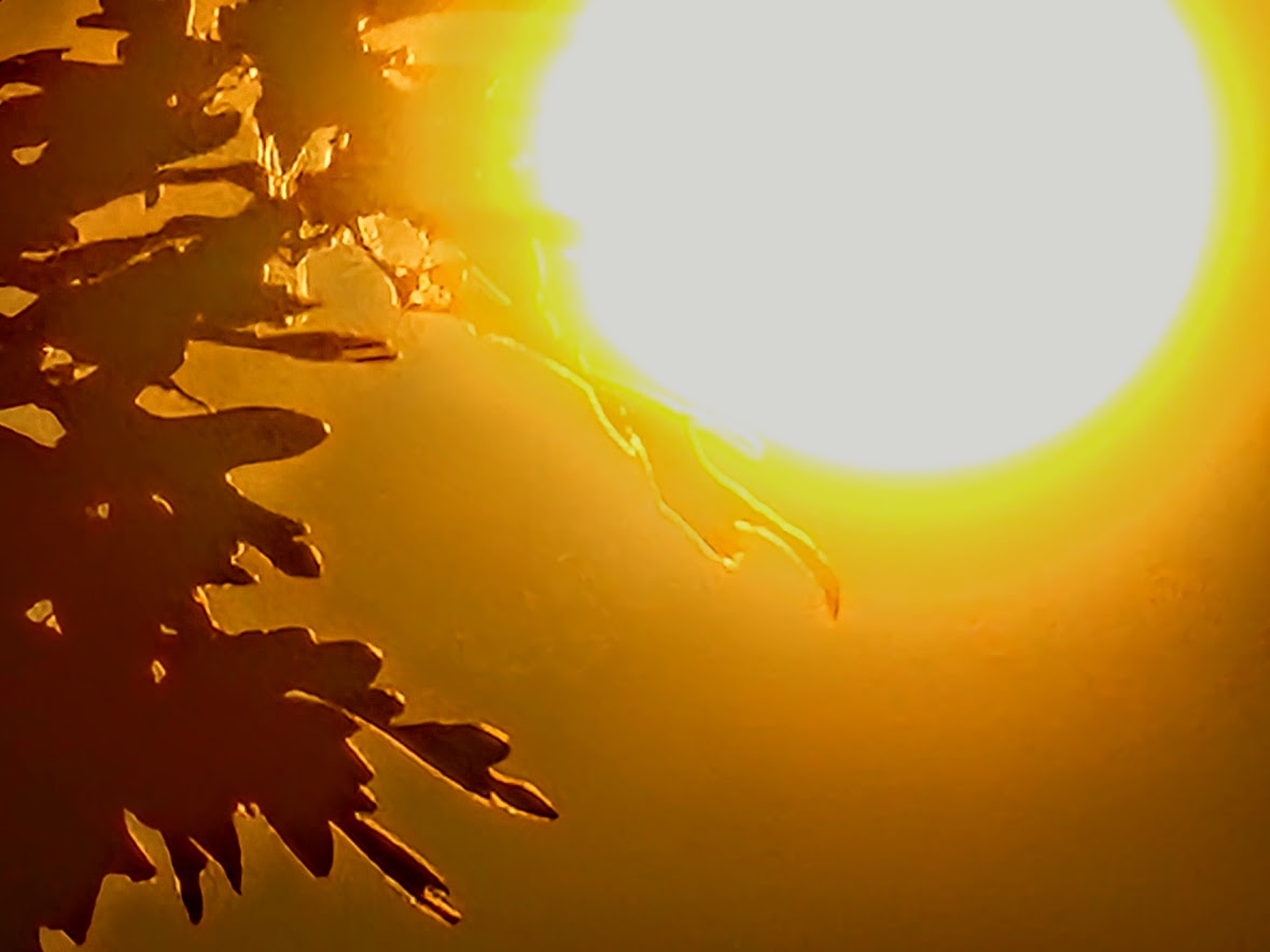 Half: . Half Sun; Half Oak.