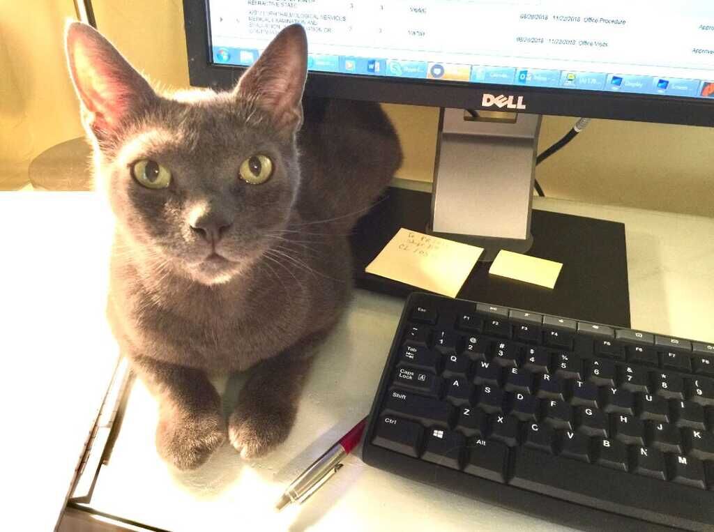 HEY! Pay attention to me: My friends cat Shadow can't stand it when she ...