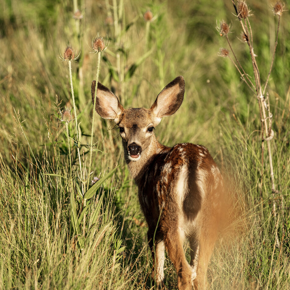 Trying to be Sneaky: I knew the fawn was in the bushes, so I carefully ...