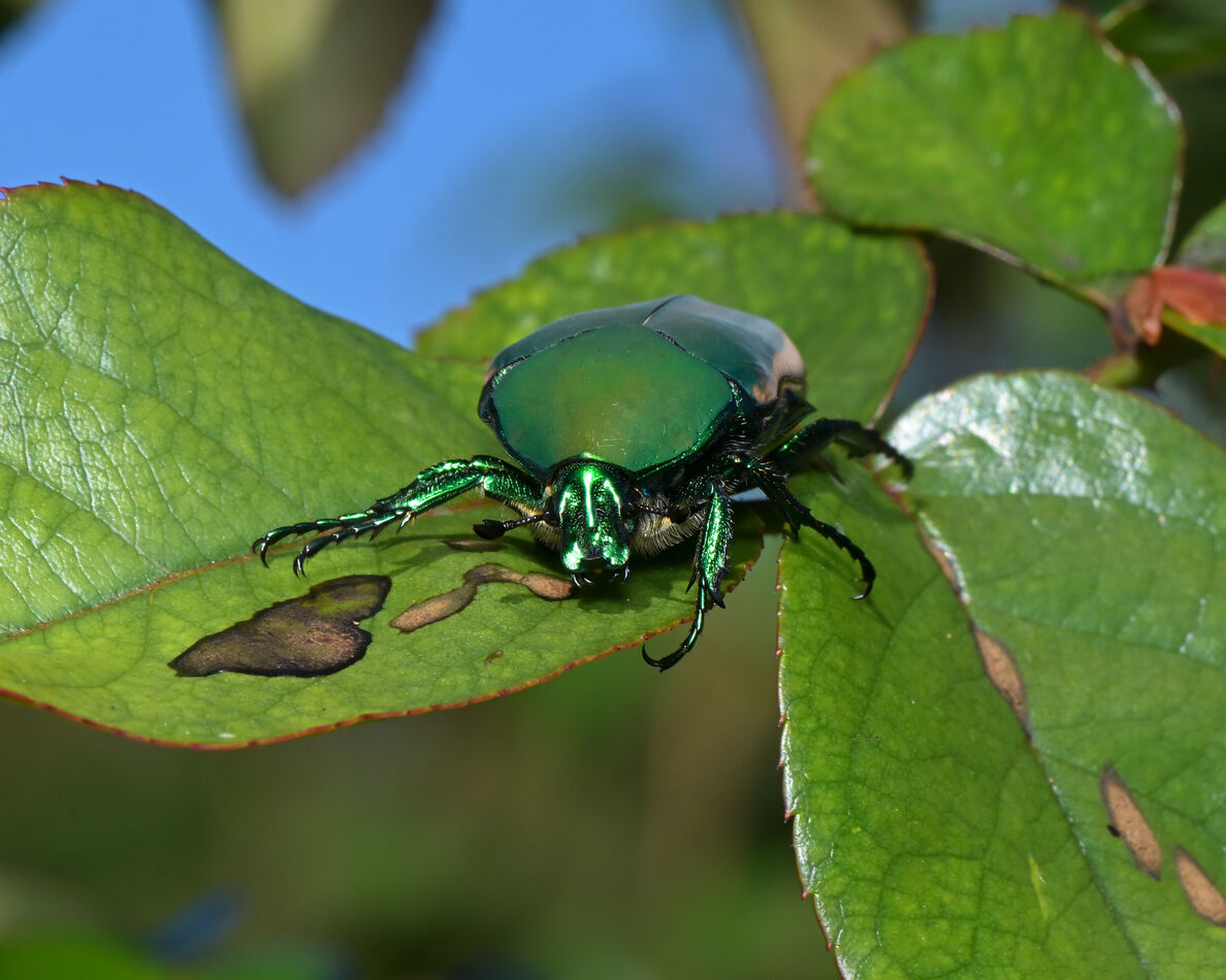 Big Green Beetle: It's that time of year when the Figeater beetles ...