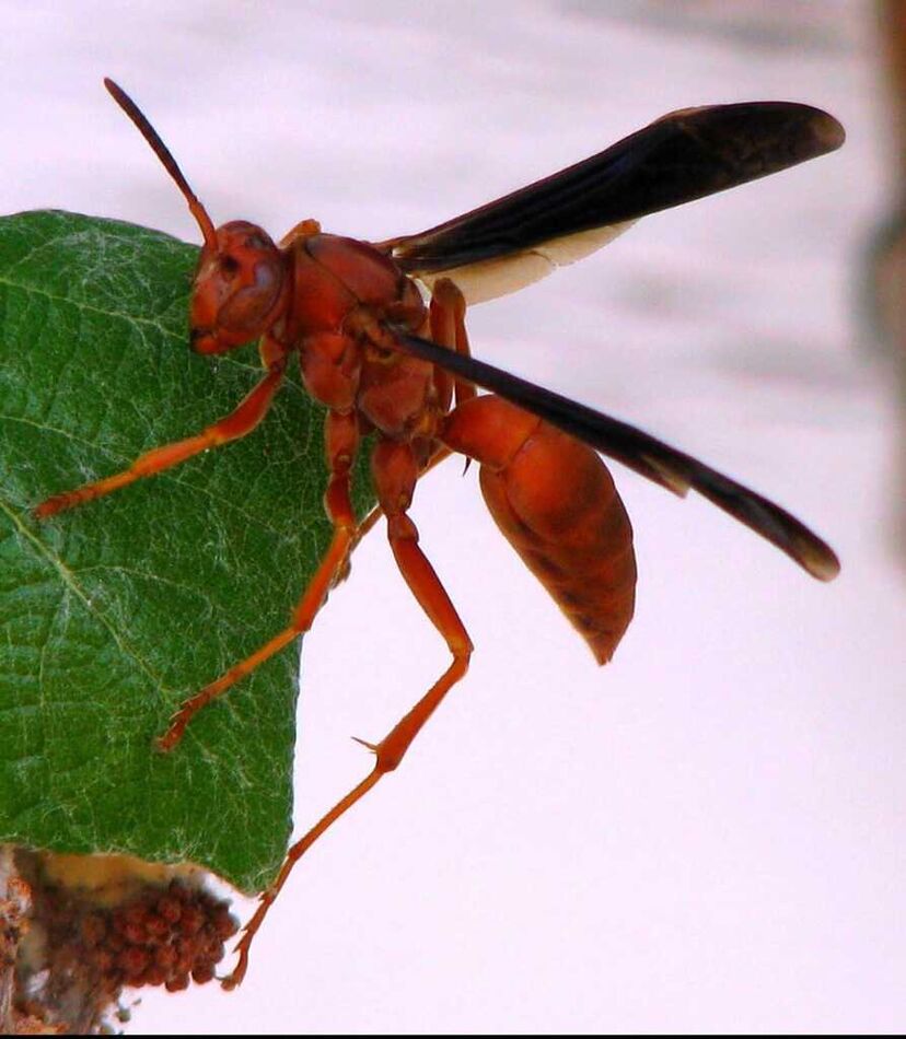 Red wasp: My brave husband took this. They like to get down in flower ...