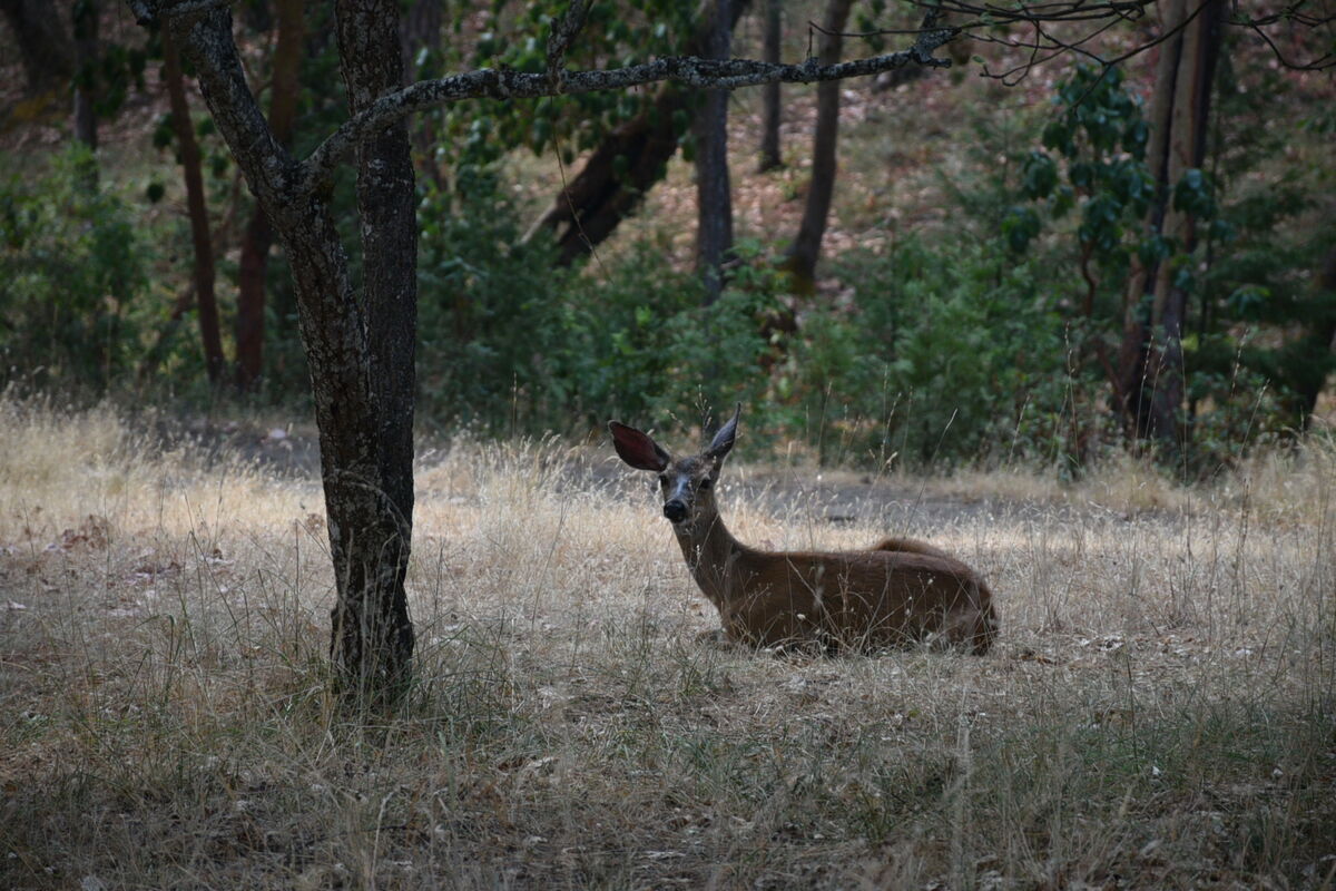 That deer local to the house: Nikon D750 with a Nikkor 18-140 mm lens ...