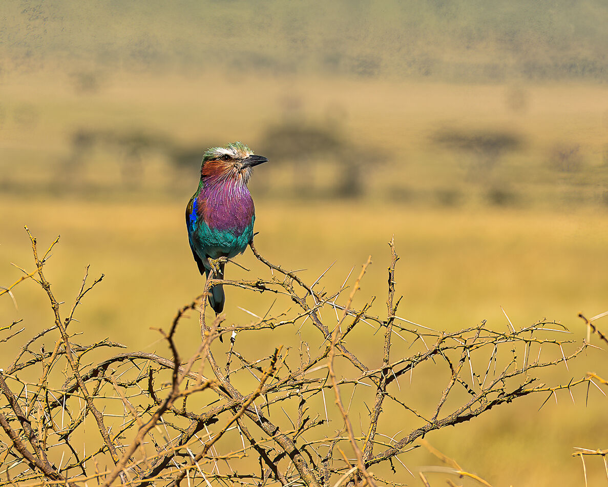 East African birds: These are some recent photos from from African trip ...