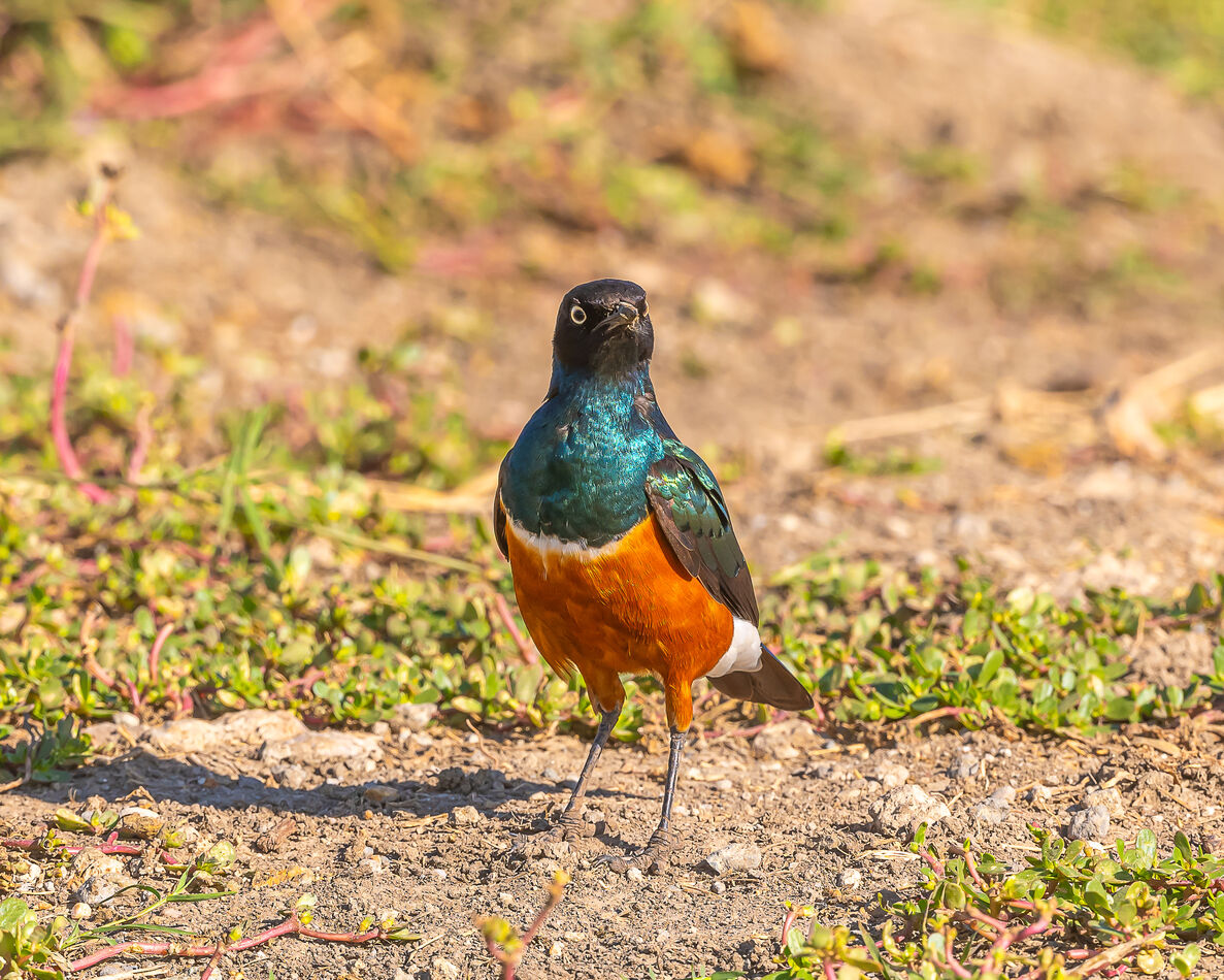 East African birds: These are some recent photos from from African trip ...