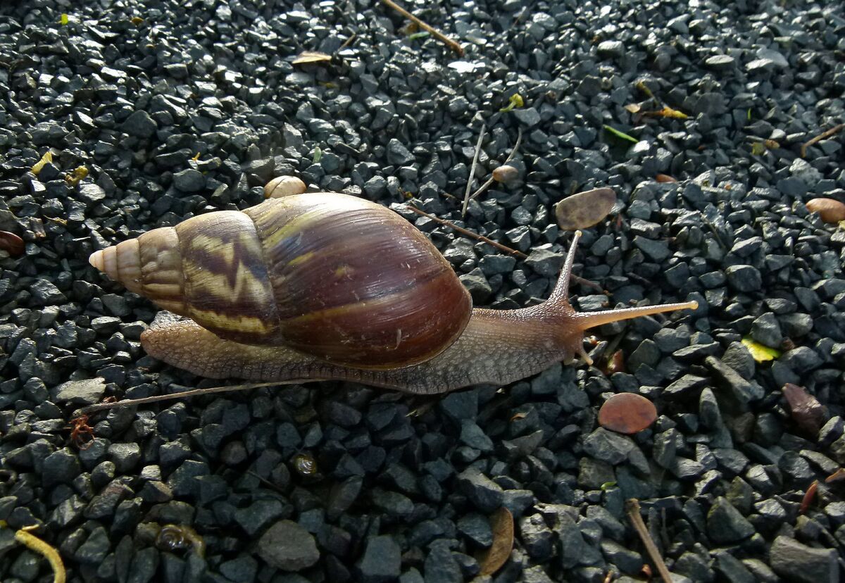 A snail: It's like carrying your home on your back.