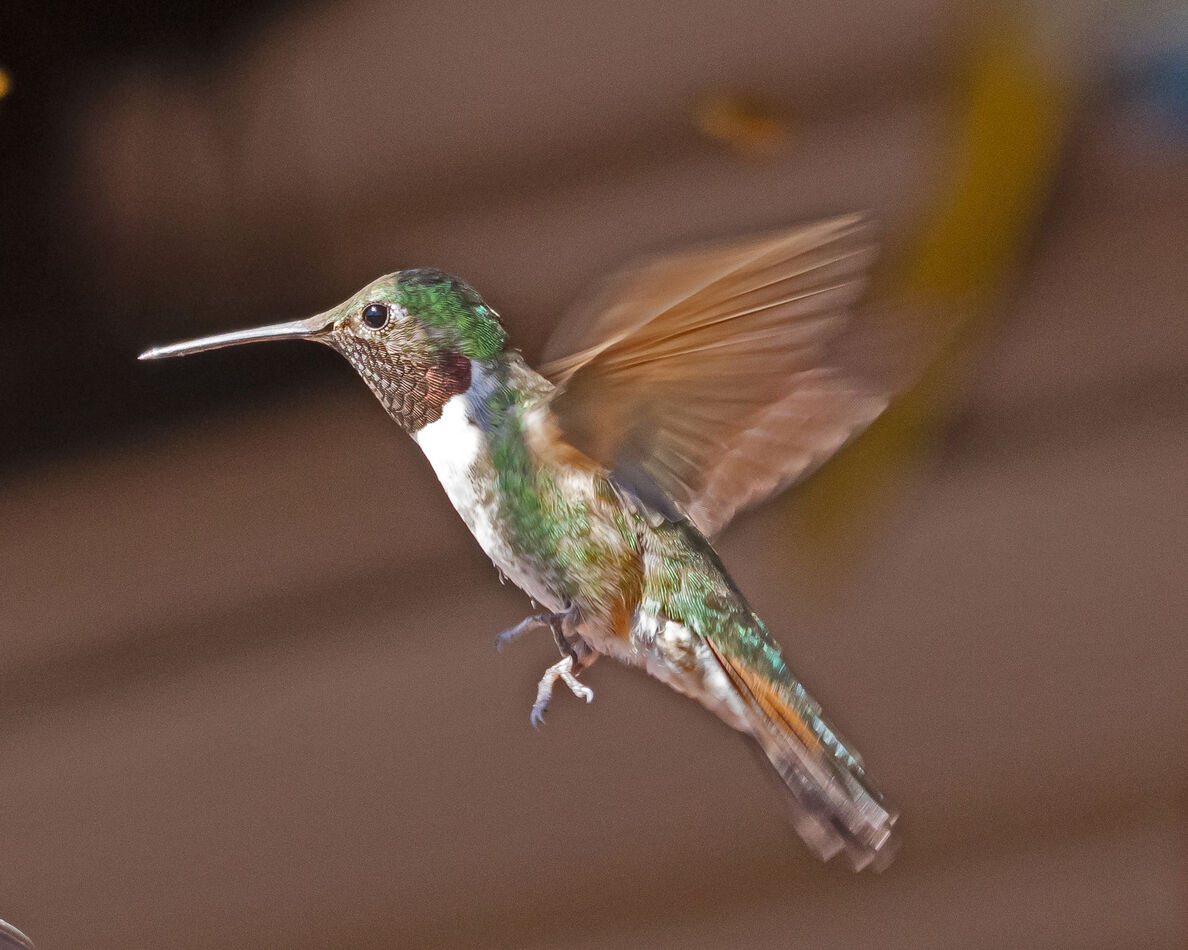A Humming Bird Party: I am 83 years old and have been trying to get a ...