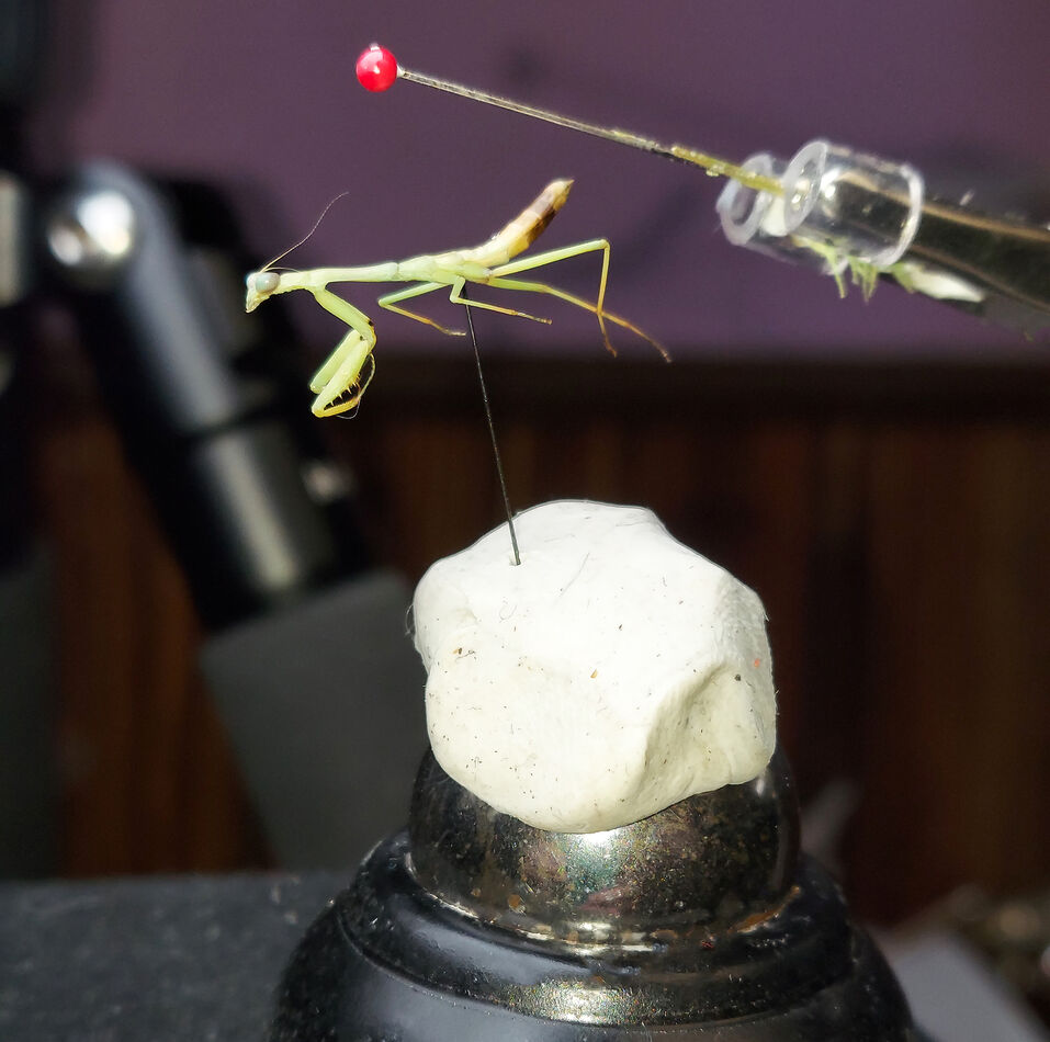 Focused Stacked Image of a Mantis Nymph: My grandson lives in a wooded ...