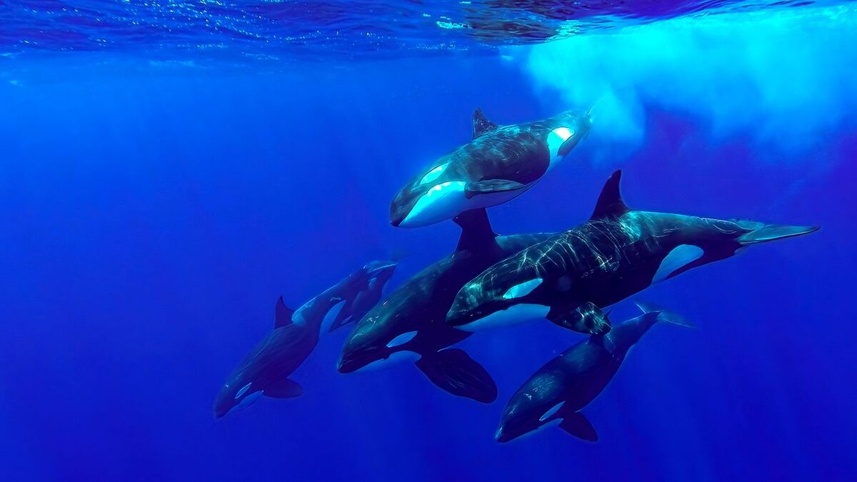 The Killer Whales of Eden and the ‘Law of the Tongue’ BY ROXANNE HOORN ...