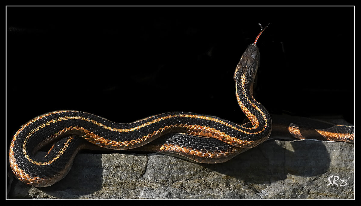 Wild Garter Snakes #4: This is my third year photographing a Garter ...