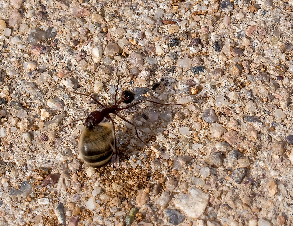 Just some ants: On my street...