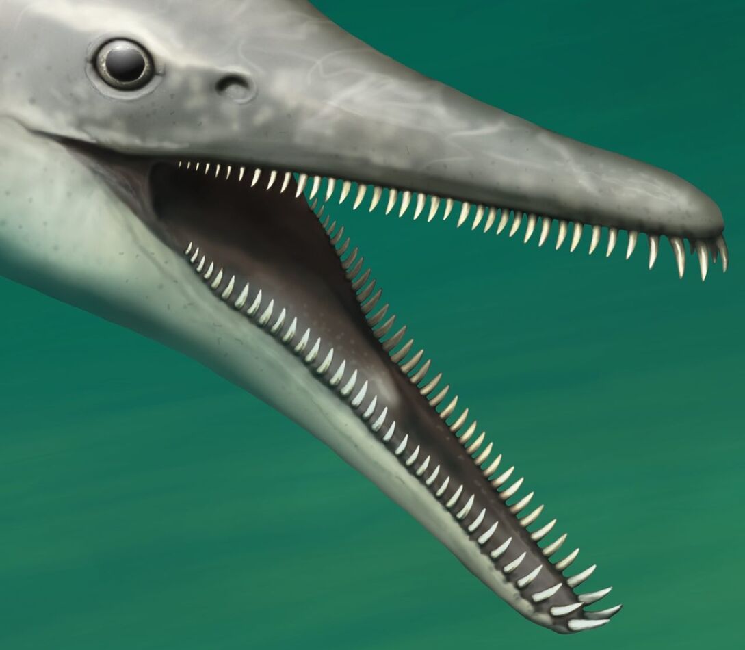 A ‘Weird’ Ancient Marine Reptile Surfaces Thanks to the ‘Bone Biddies ...
