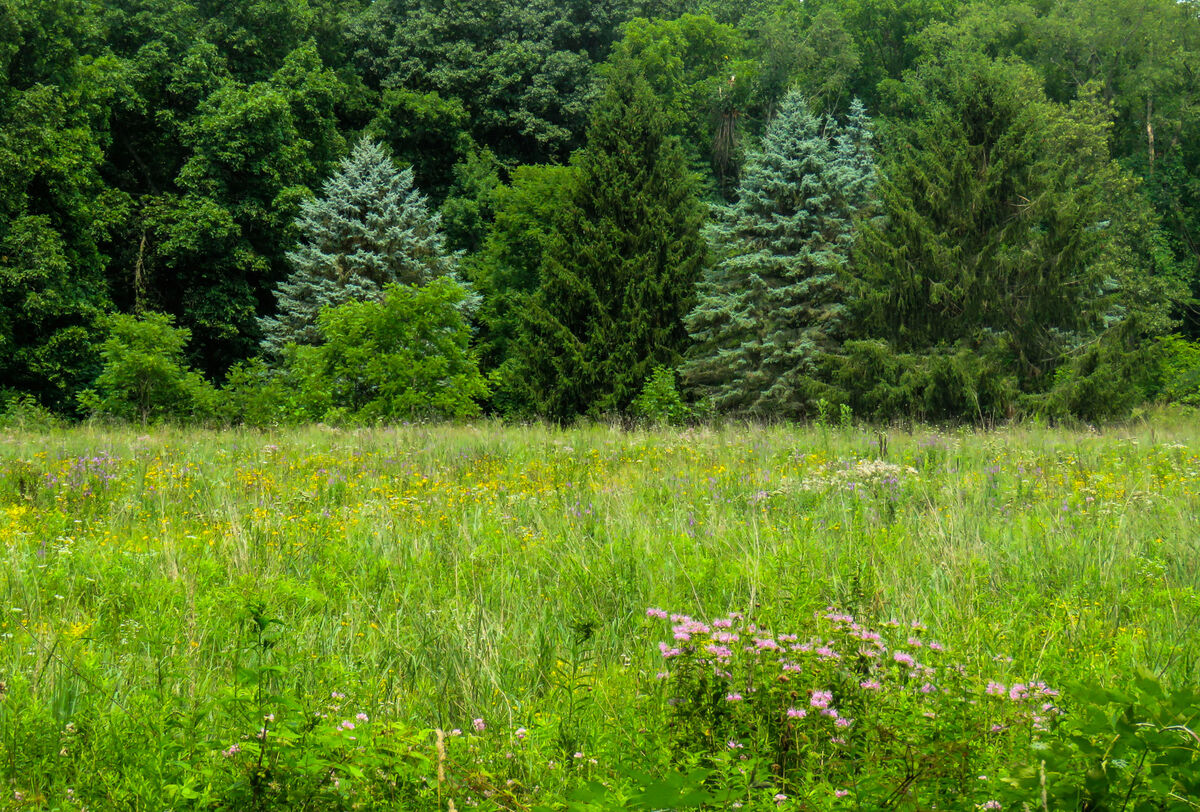 Wildflower Field: Pokagon State Park, northeastern Indiana.