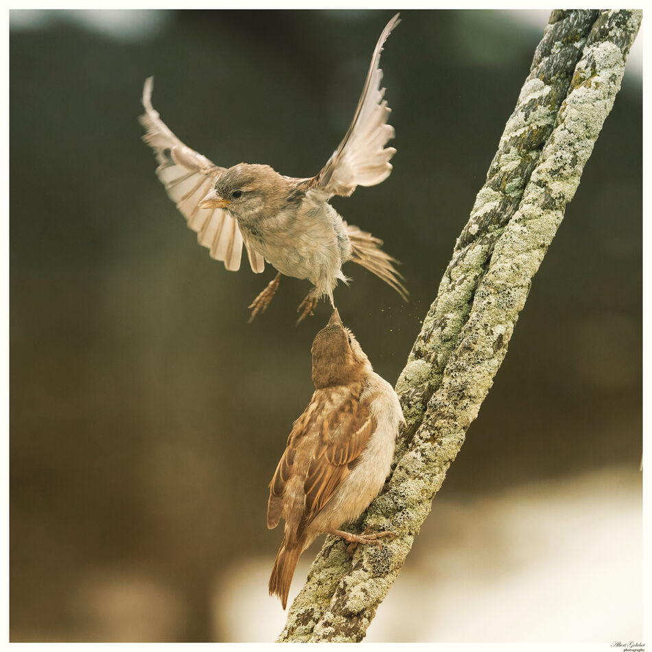 Pair of sparrows playing: Sparrows in play CanonRF 100-500 Shutter 1/ ...