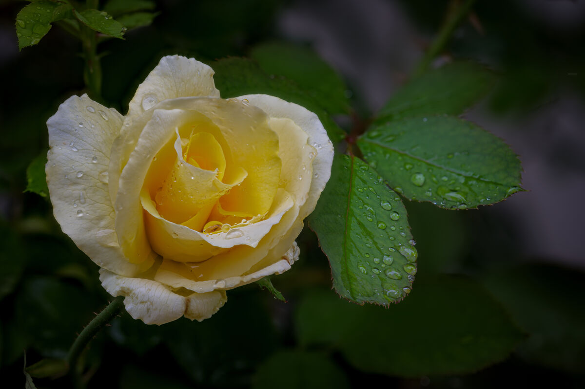 Misty Morning Rose: Right outside our backdoor!