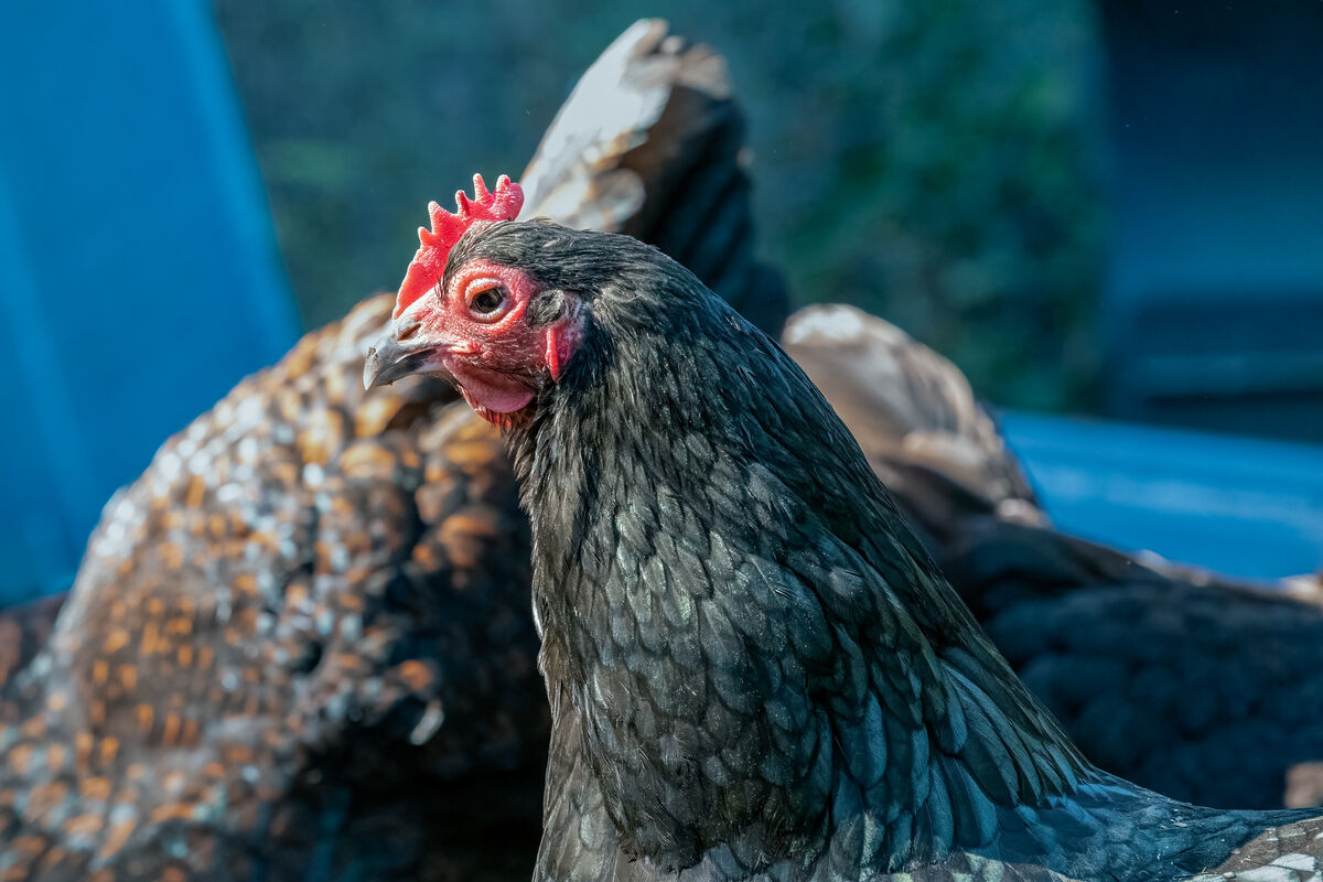 Chickens are Fun too! A few with my long-forgotten 70-200 FL. Hooked it ...