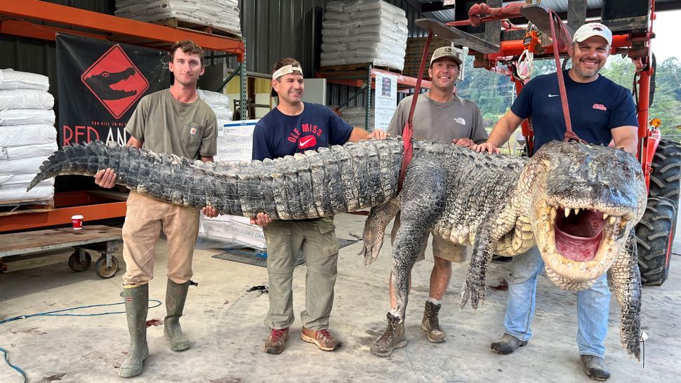 800-pound alligator is the longest ever caught in Mississippi By Sascha ...