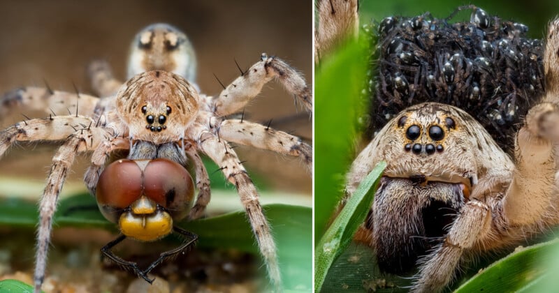 Photographer Searches for Spiders Nightly for Amazing Macro Photos by ...