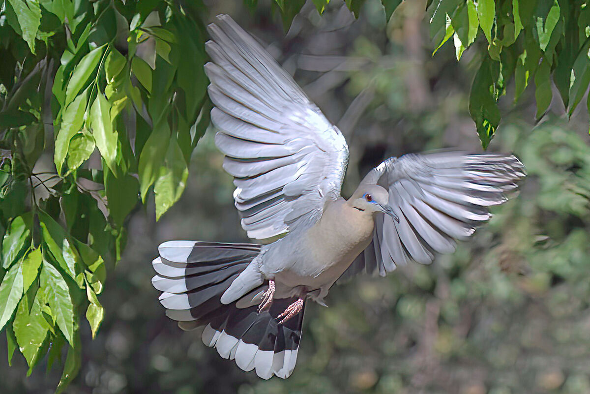 White-Wing Dove - wing action: I think that White-Wing Doves are rather ...