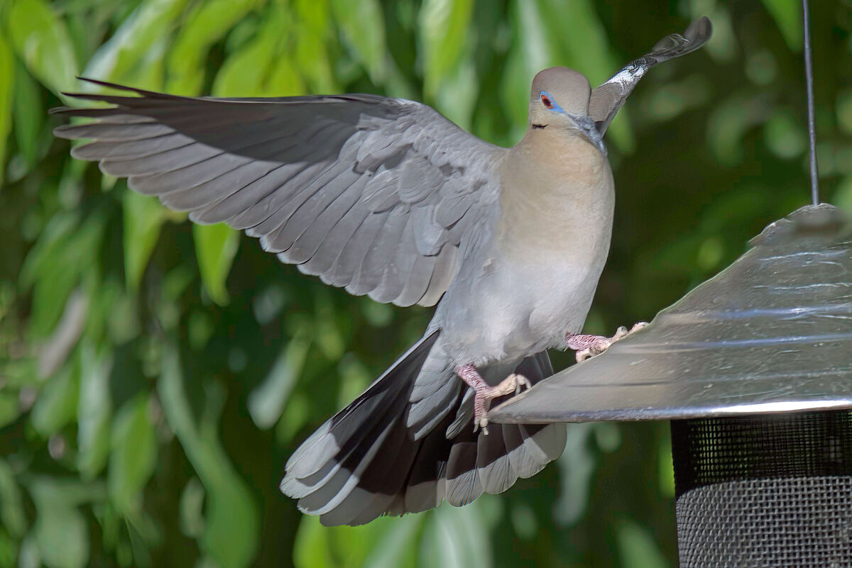 White-Wing Dove - wing action: I think that White-Wing Doves are rather ...