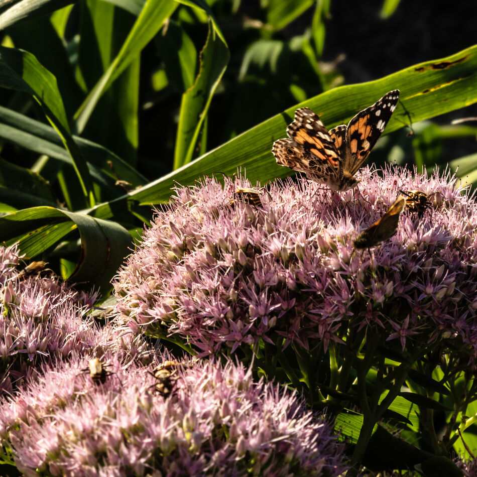 B&B's: Looked out the front door and noticed some activity around the ...