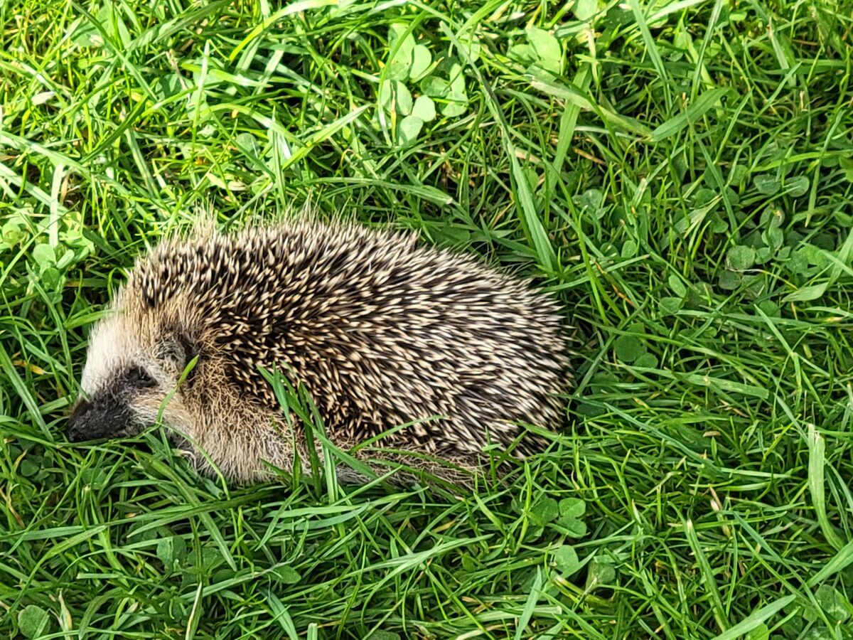 Ugly Hedgehog??? Ran across this little guy last week in Bergen Norway ...