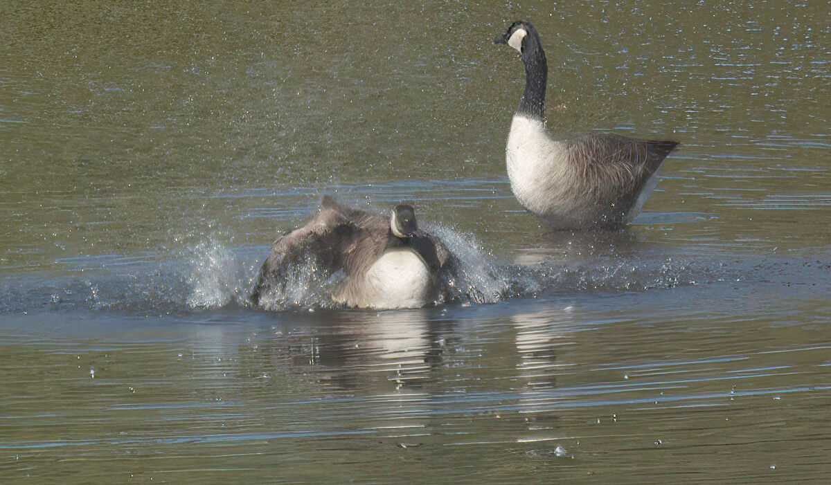 Geese taking bubble baths: There were a number of Canada Geese ...