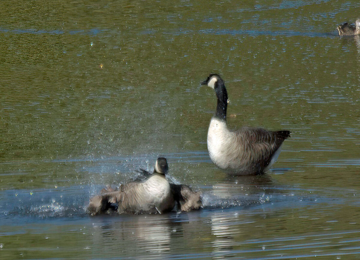 Geese taking bubble baths: There were a number of Canada Geese ...