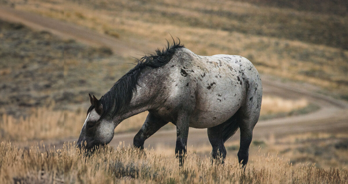 Wild Horse's of Wyoming: I have been working in the Red Desert country ...
