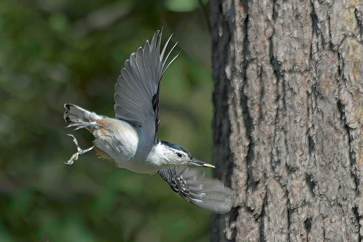 NutHatch in flight: White Breasted Nuthatch in flight carrying a nut ...