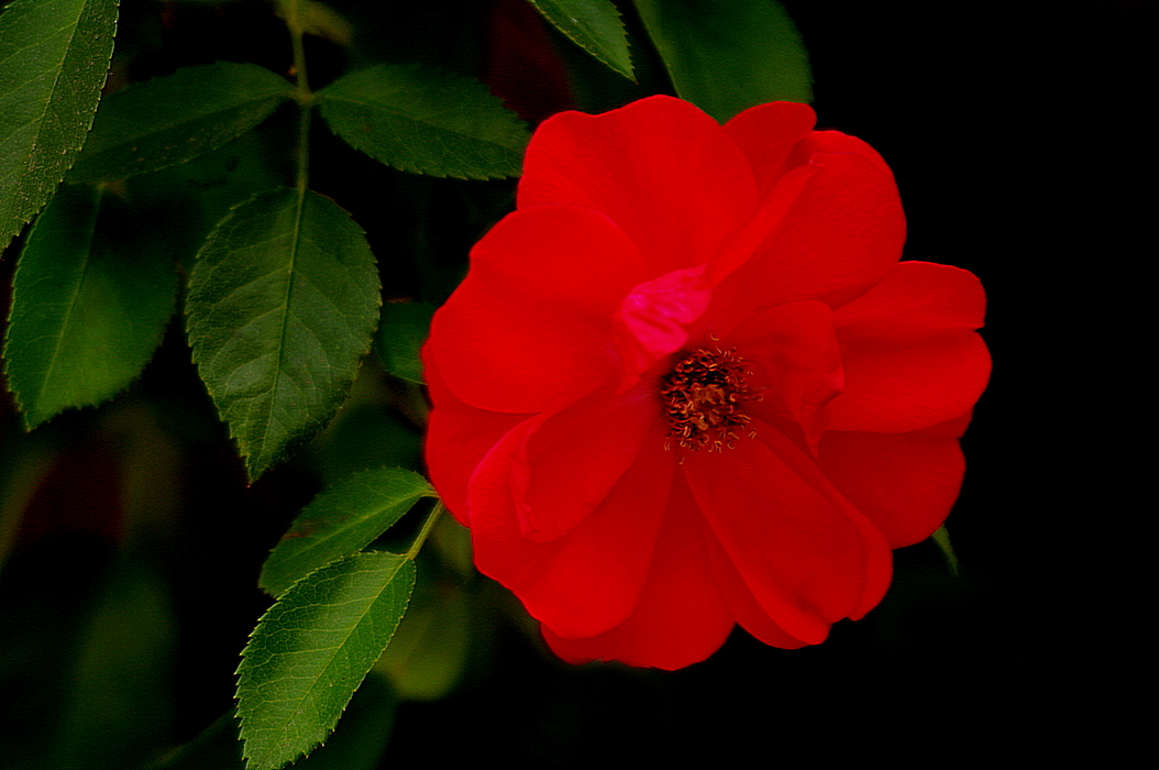 Pretty red flower: Lens: SMC Takumar F 70-210mm Lens. Camera: Pentax k ...