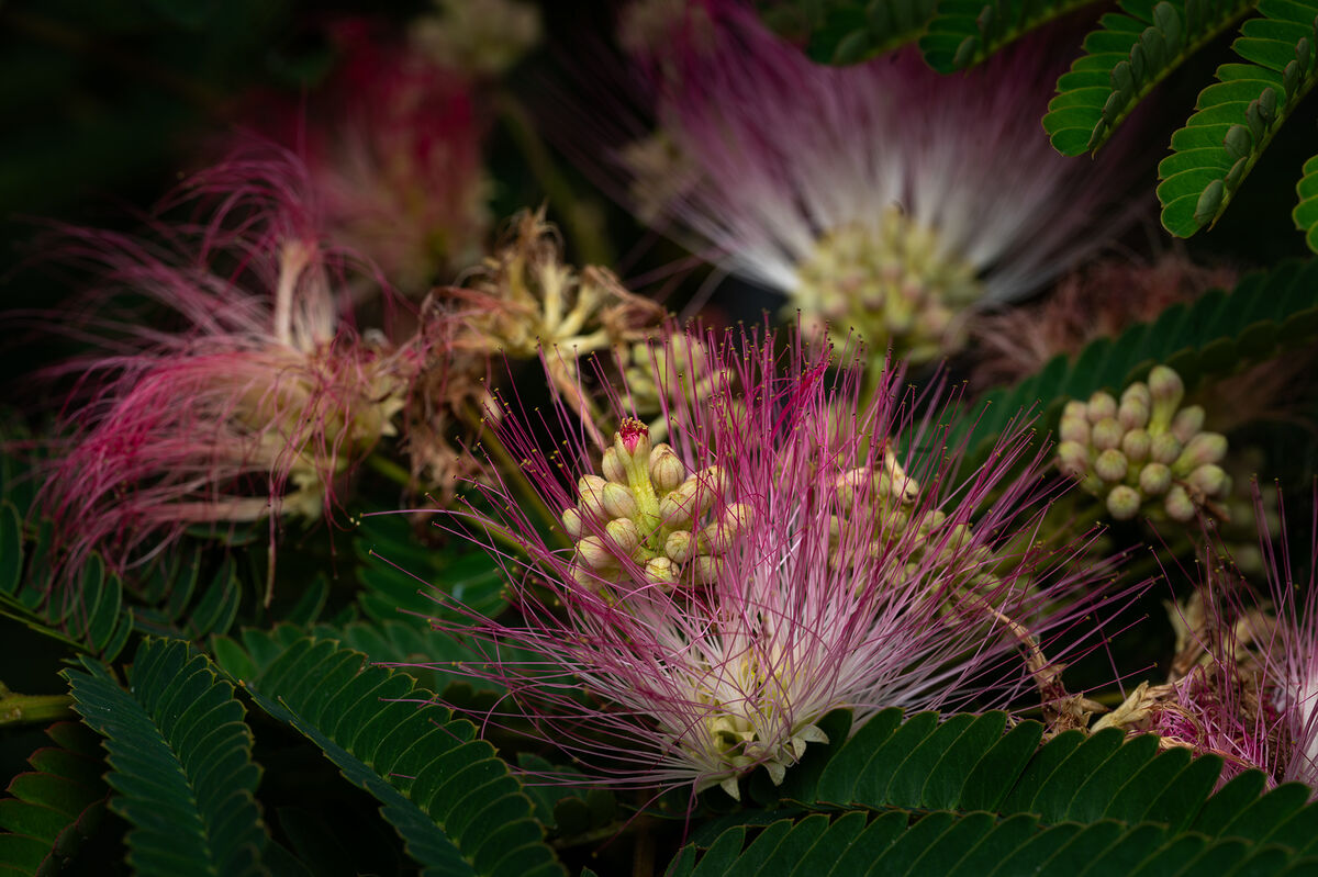 Macro Images from the Yard: One of the Mimosa trees appeared to be ...