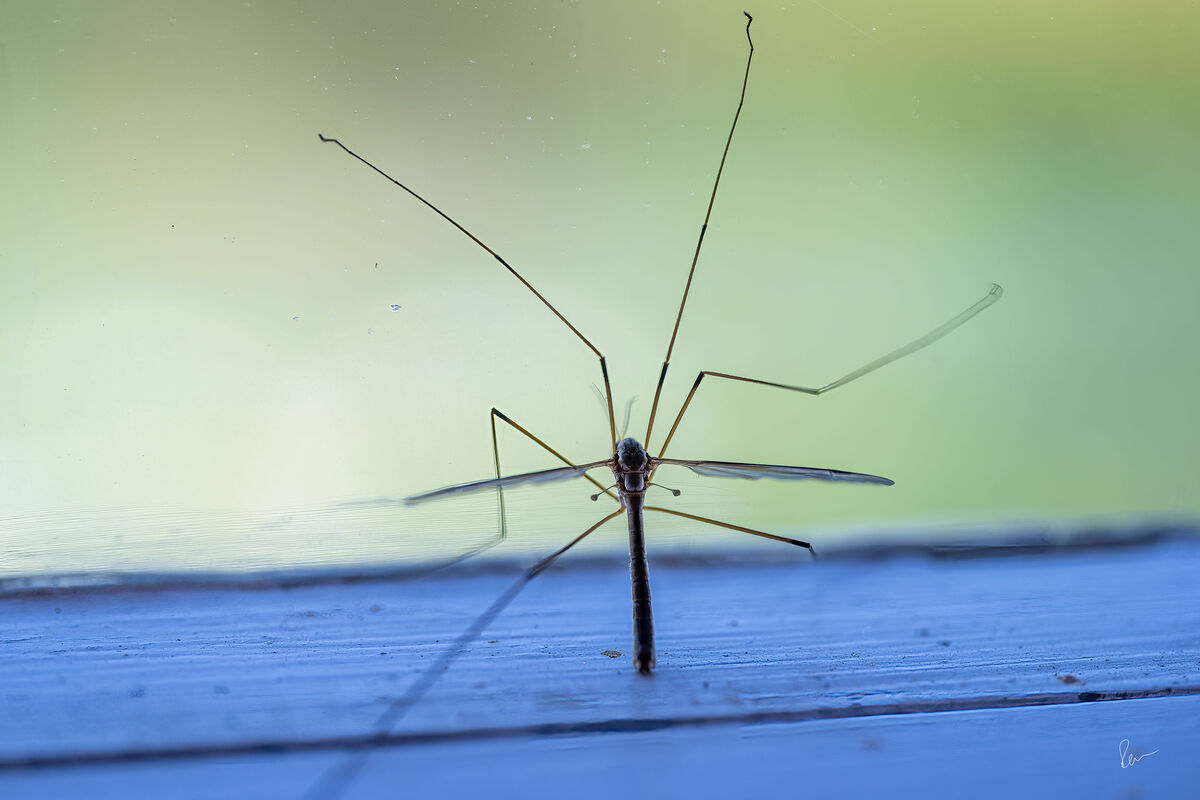 Macro of a crane fly: These are photos of a crane fly. Found it in my ...