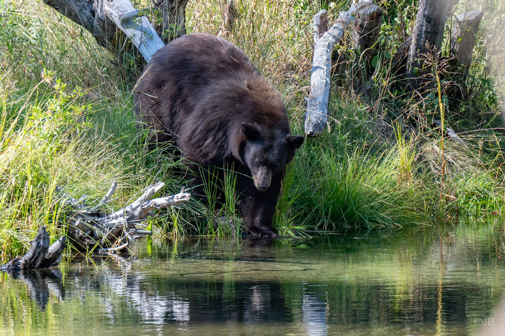 Bears Just Wanna Have Fun: Here are some pictures of a local bear out ...