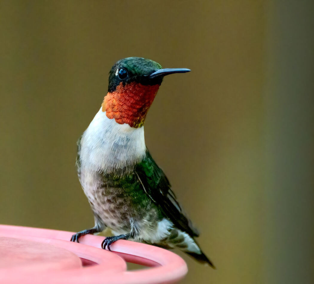 Ruby Tuesday: My mature Ruby-throated Hummingbird finally provided me a ...