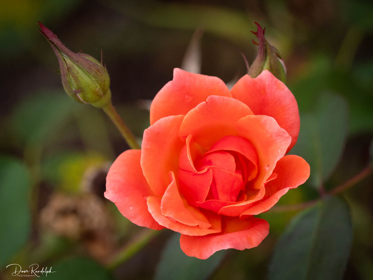 A walk around Lewis Ginter Gardens: Although it is already fall, this ...