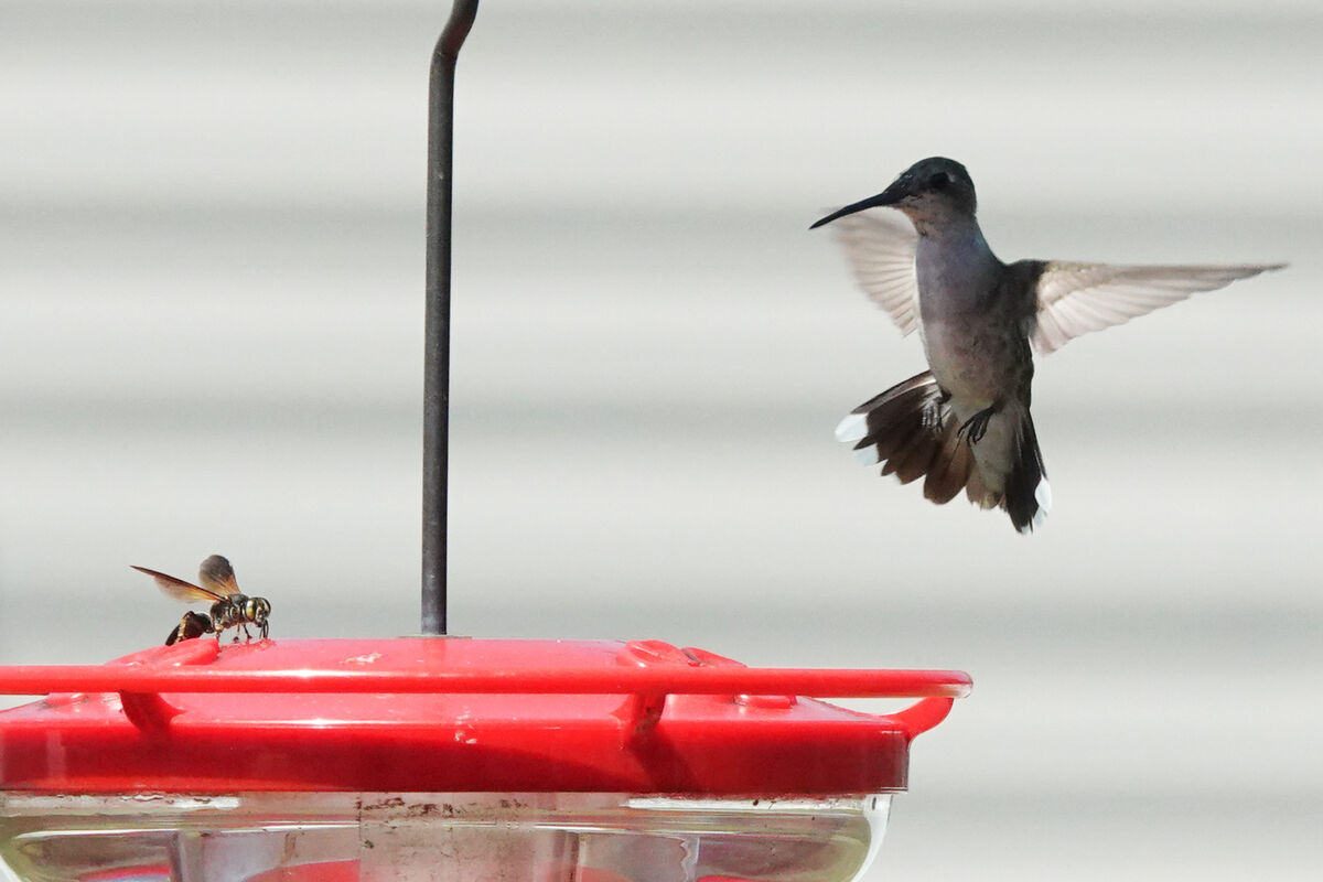 Hummingbird vs The Bug: Hummingbirds do not like bees. Bees like sugar ...